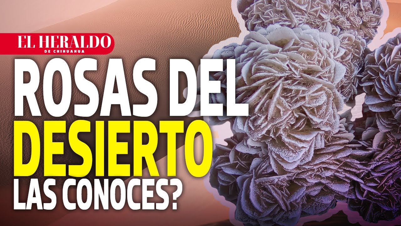 Rosa del Desierto, las peculiares formaciones de yeso enterradas en las ...