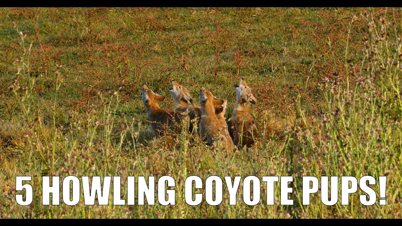 5 Coyote Pups Howling - YouTube