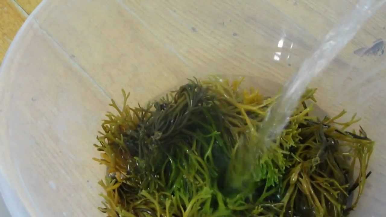How to cook sea sprig seaweed - YouTube