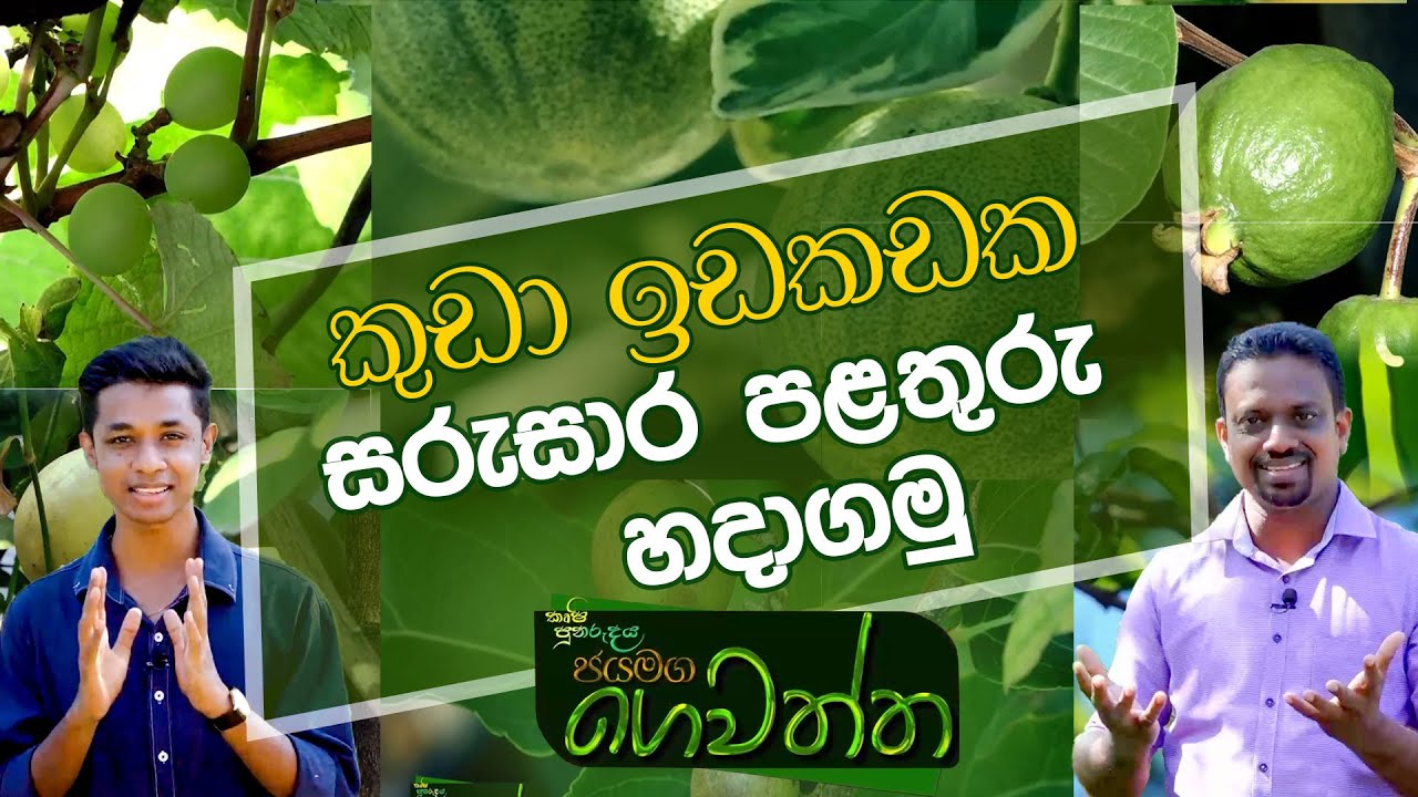 කුඩා ඉඩකඩක සරුසාර පළතුරු හදාගමු | Jayamaga Gewaththa | 2023.02.25 - YouTube