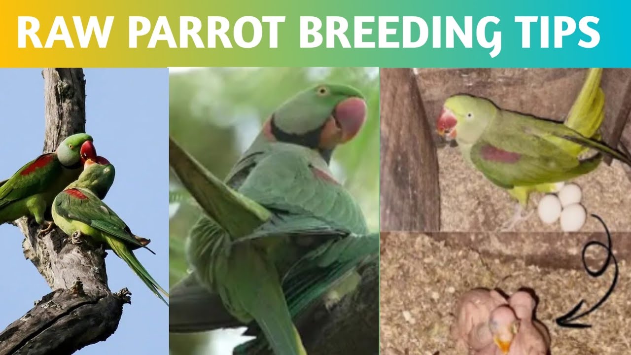 Alexander parrot breeding tips| raw parrot breed kab karte hai|age,cage ...