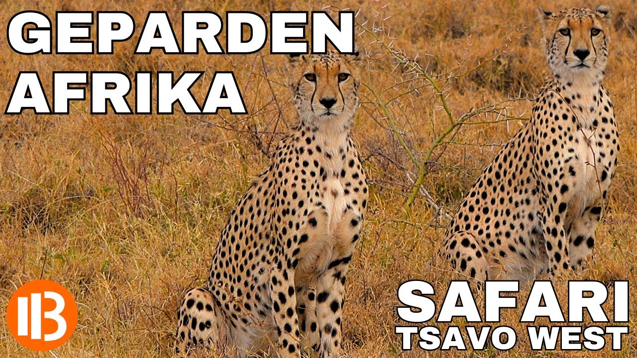 Zwei Geparden rasen los – hautnahes Safari-Erlebnis in Kenia! 🐆🌍 - YouTube