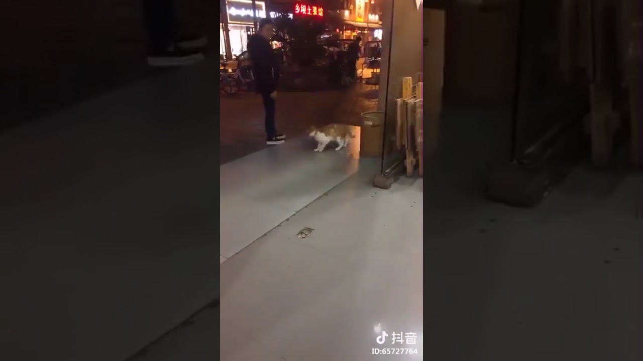 Moonwalking cat - YouTube