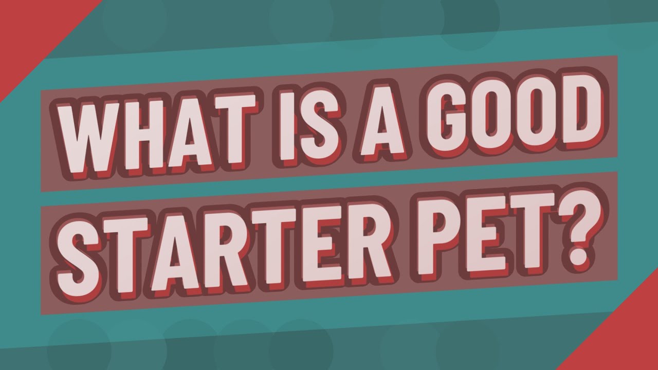 What Is A Good Starter Pet YouTube what-is-a-good-starter-pet-youtube