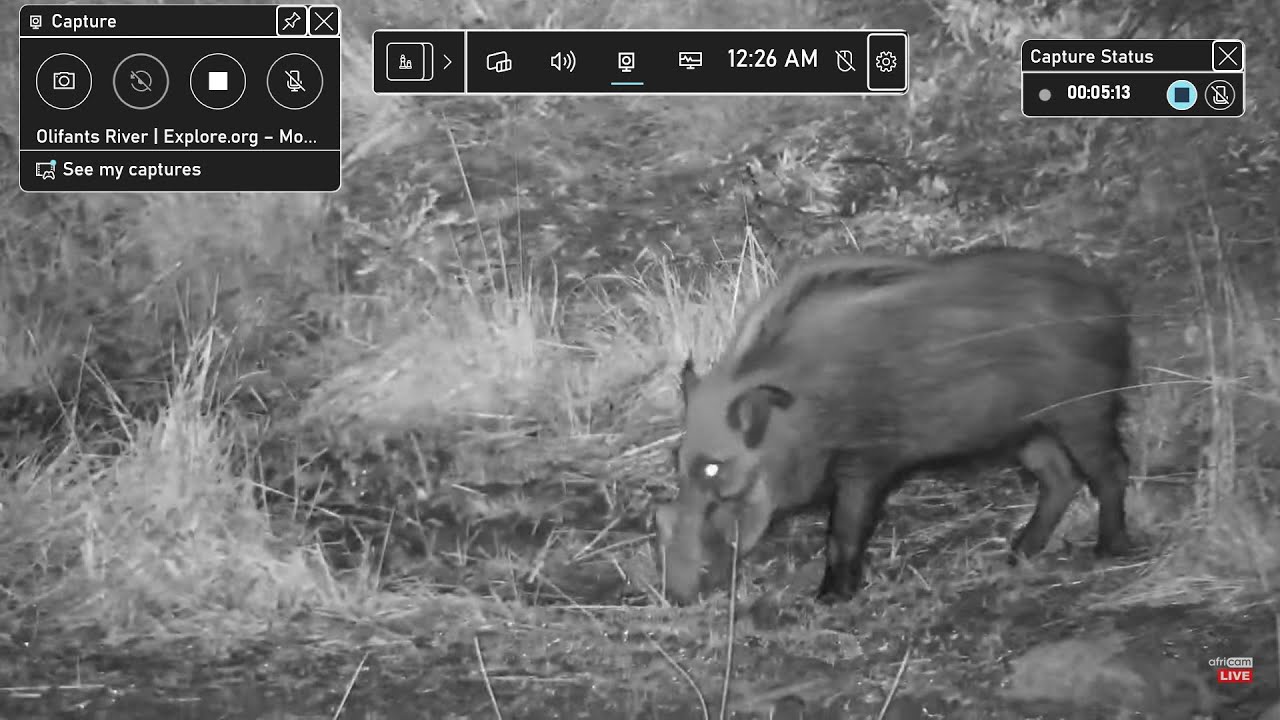 A Bushpig family walks past. Mabula: Oct 28 2023, 11:50 PM SAST ...