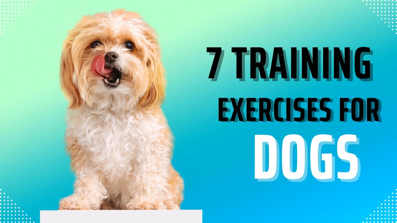 7 Dog Training Exercises you should do every day at home! - YouTube