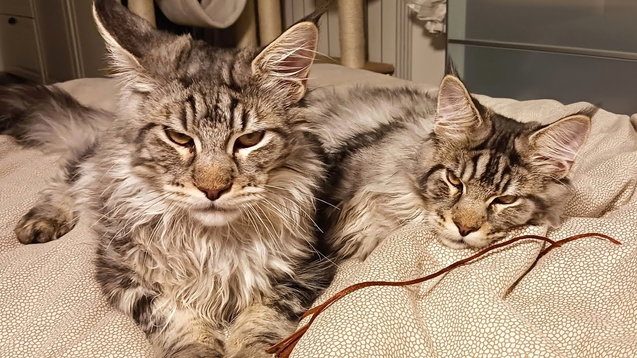 Maine Coon Brothers Orion and Sirius - 6 Months Old! - YouTube