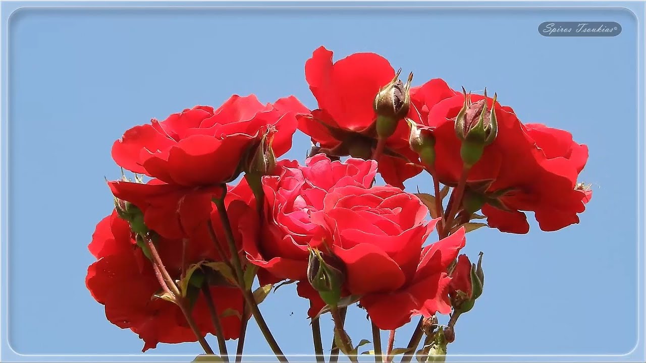 ΤΡΙΑΝΤΑΦΥΛΛΙΕΣ ΜΕ ΚΟΚΚΙΝΑ ΤΡΙΑΝΤΑΦΥΛΛΑ - RED ROSES - YouTube