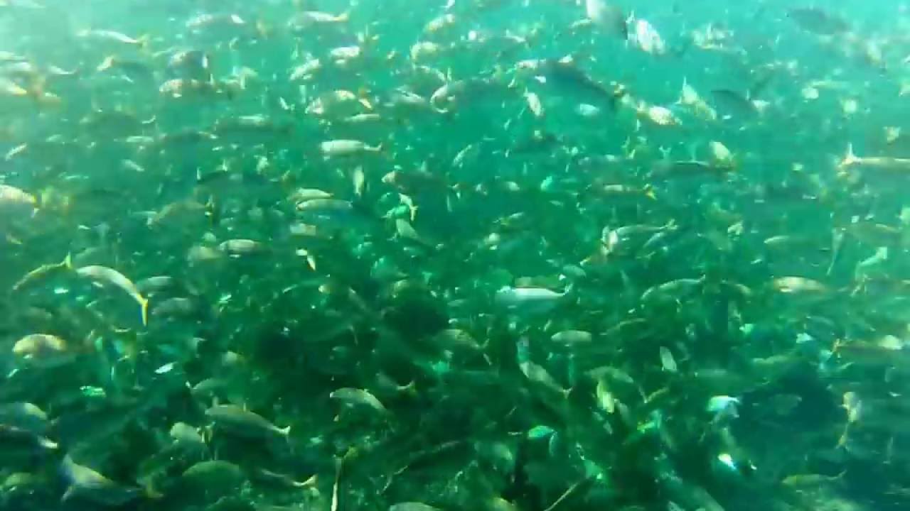 Réserve Marine de Cap ROUSSET - Côte Bleue - Début Octobre 2016 - YouTube