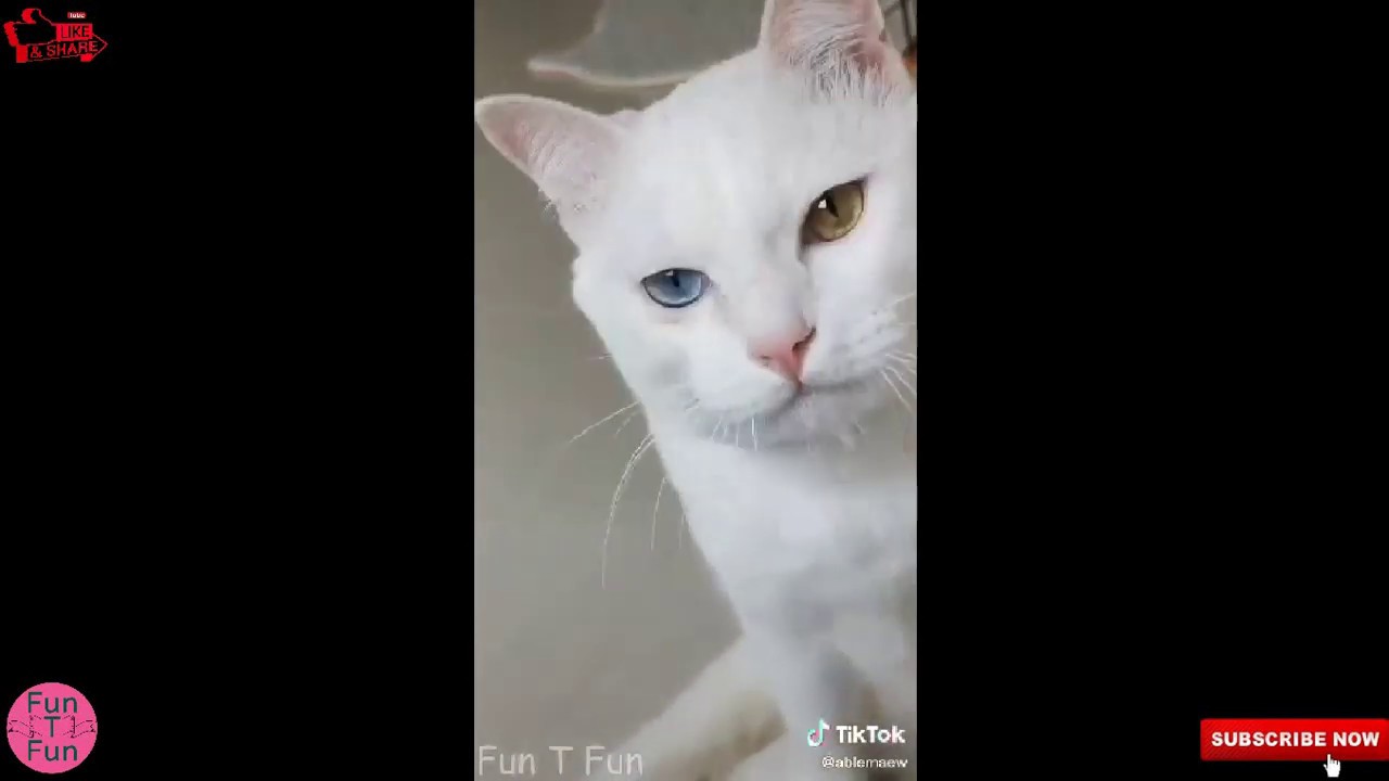 Funny Cat Videos | Cat Tik Tok Videos | Celebrity Cats | Meow Compilation [Part 1] - YouTube