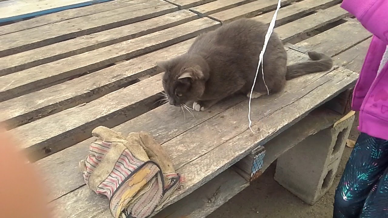 Sahar play with cat - YouTube