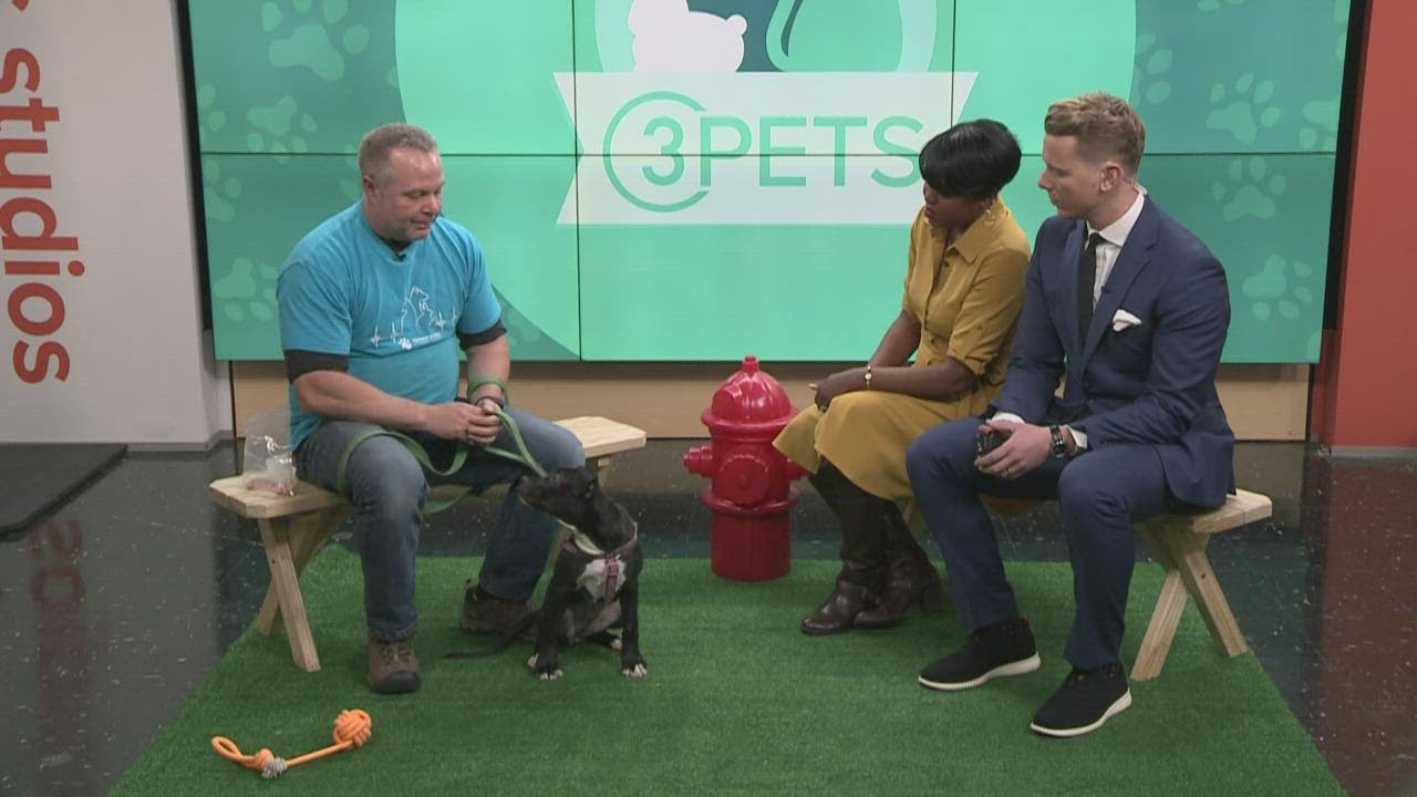 Ready Pet Go! Humane Society of Summit County visits 3News - YouTube