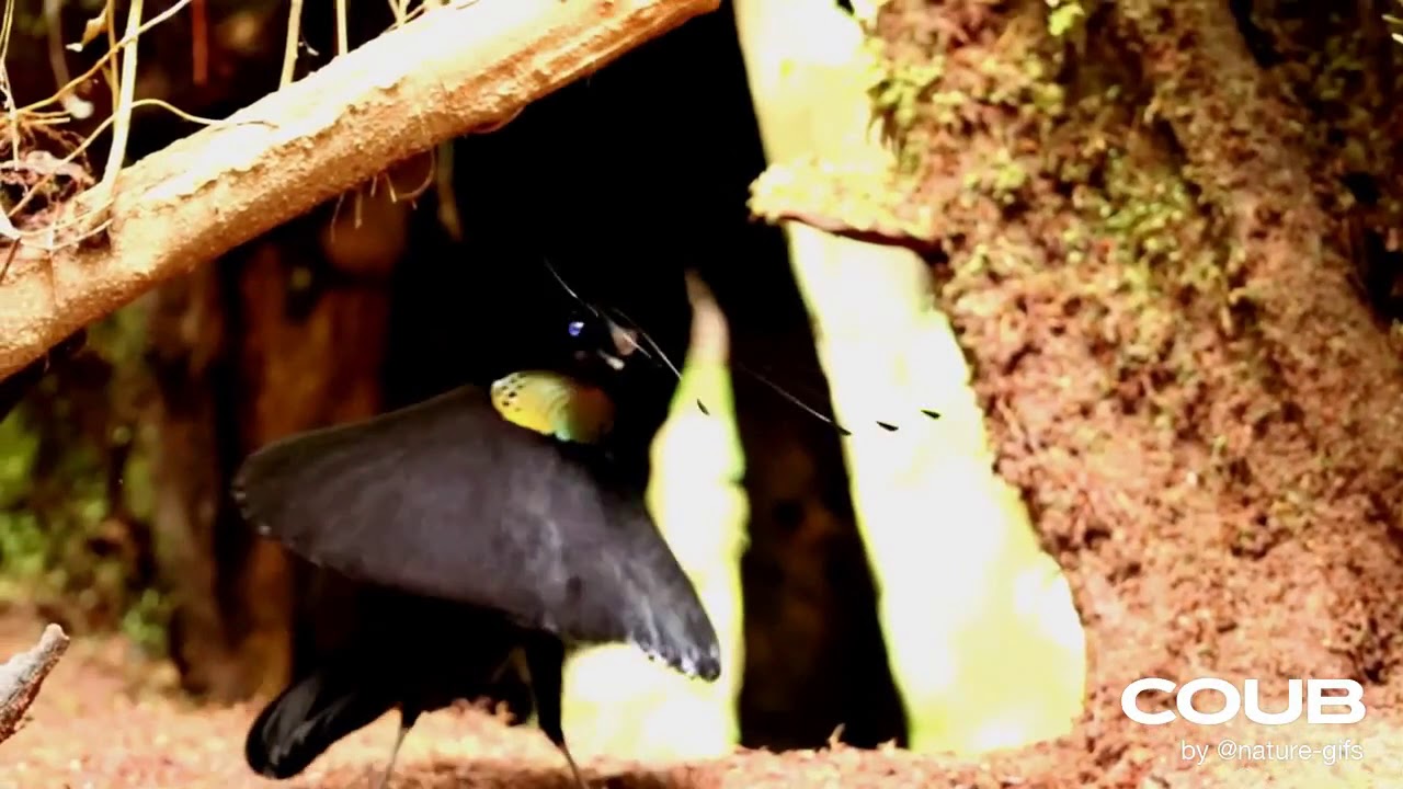 Western parotia dance - YouTube