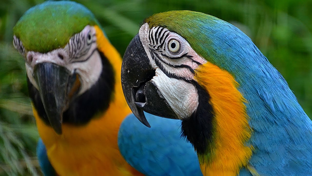 Beautiful Parrots free flying | Color Full Parrots | Parrot Free Flight ...