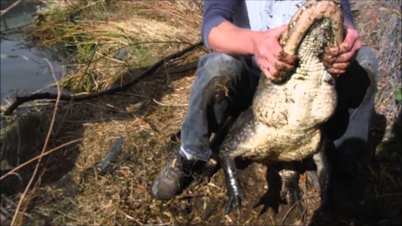 Albuquerque the Alligator gets X Ray for Broken Rib - YouTube