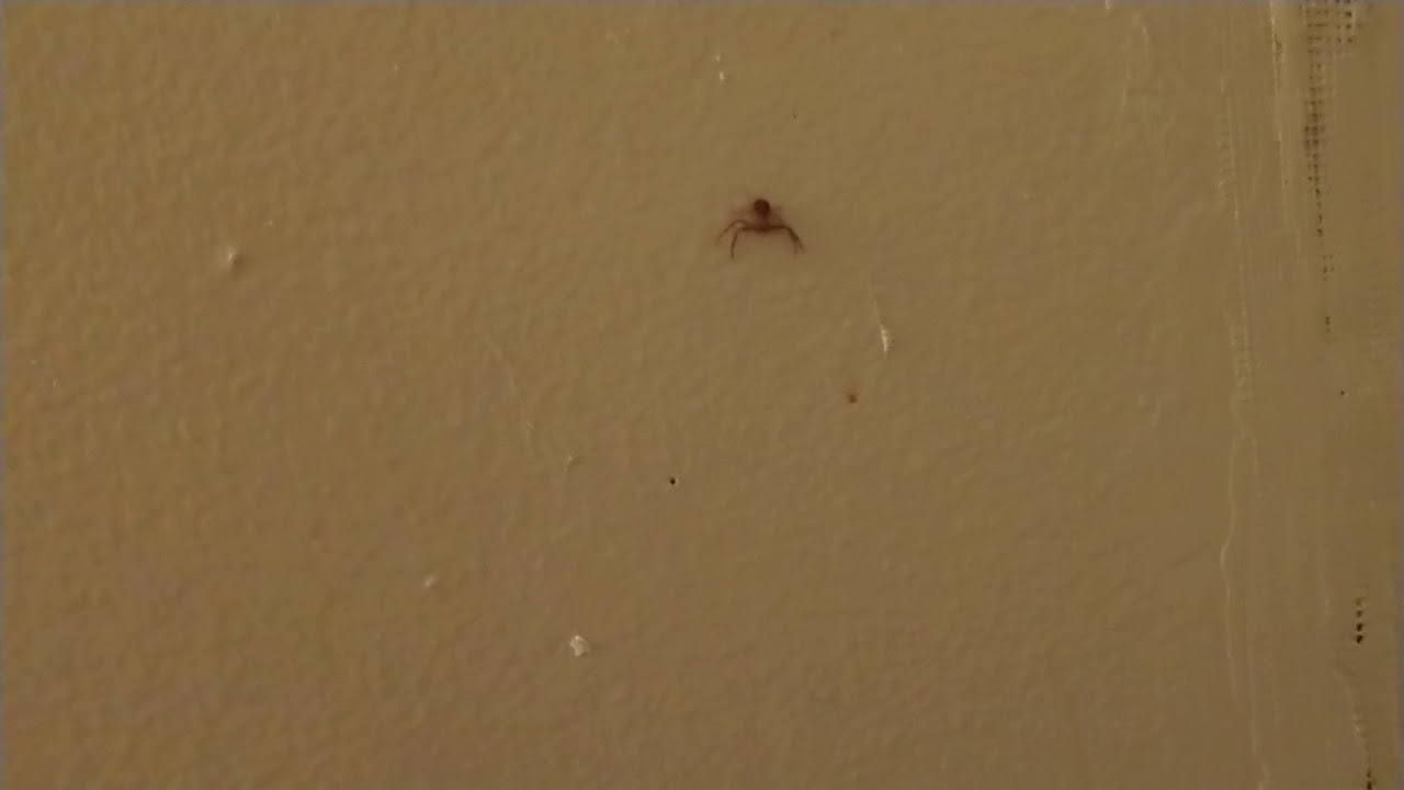 Brown Recluse in my House!! - YouTube