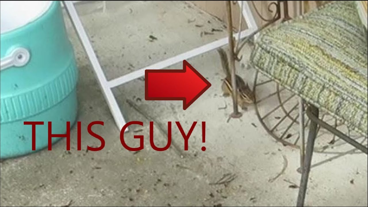 Sneaky Chipmunk! Funny Animal Videos - YouTube