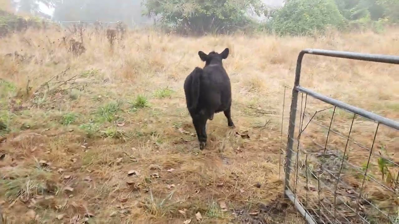 lowline angus "aberdeen" heifers - YouTube