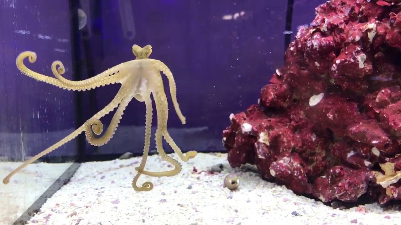 New Octopus, meet Billy! - YouTube