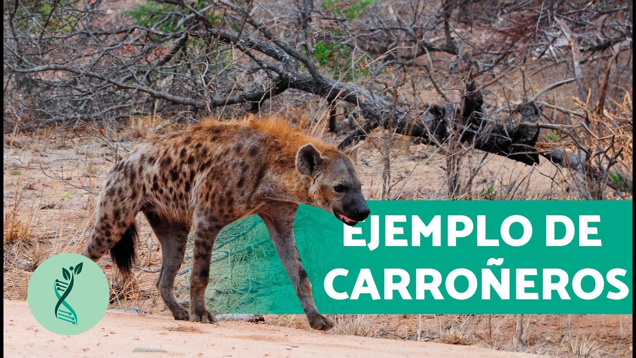 ¿Cuáles son los ANIMALES CARROÑEROS? 🦅 EJEMPLOS y CARACTERÍSTICAS de ...