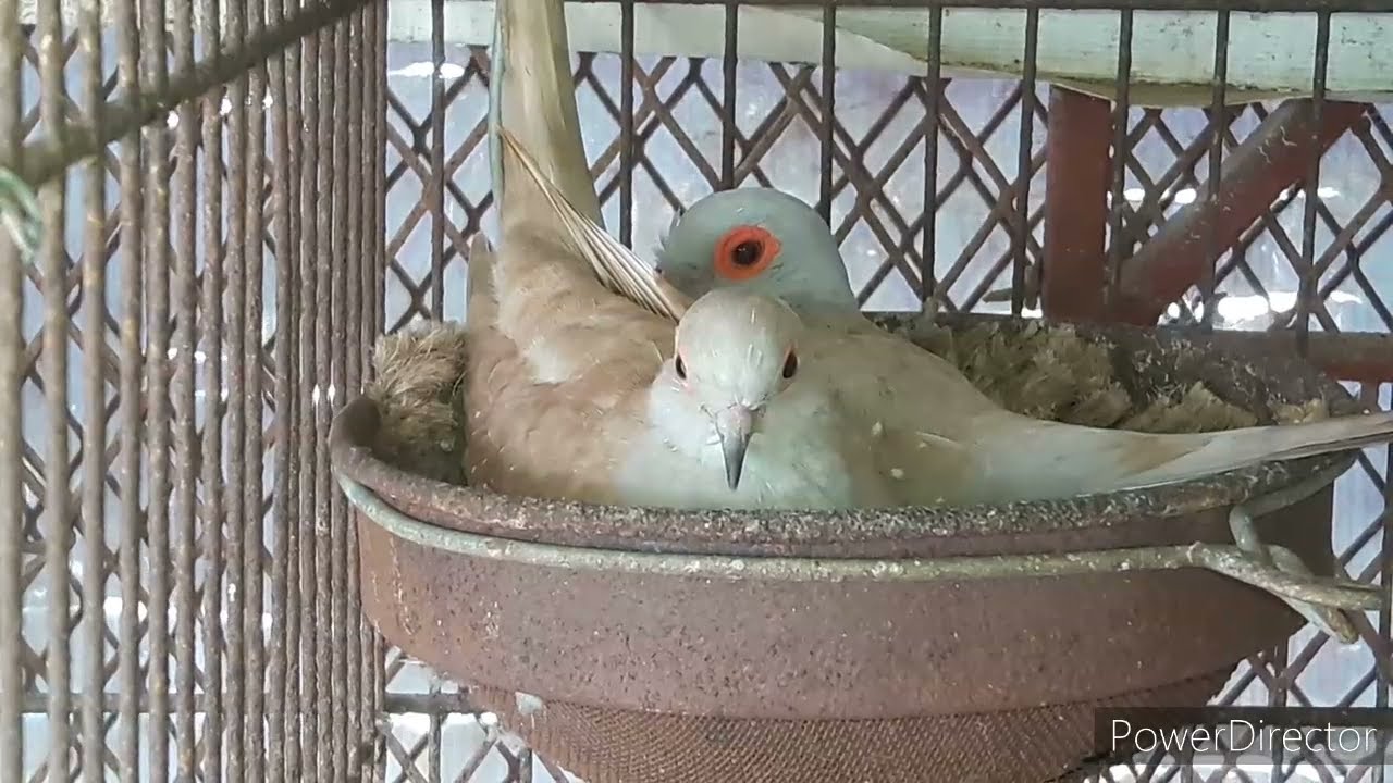 diamond dove cage breeding progress | NADEEM BIRDS CLUB - YouTube