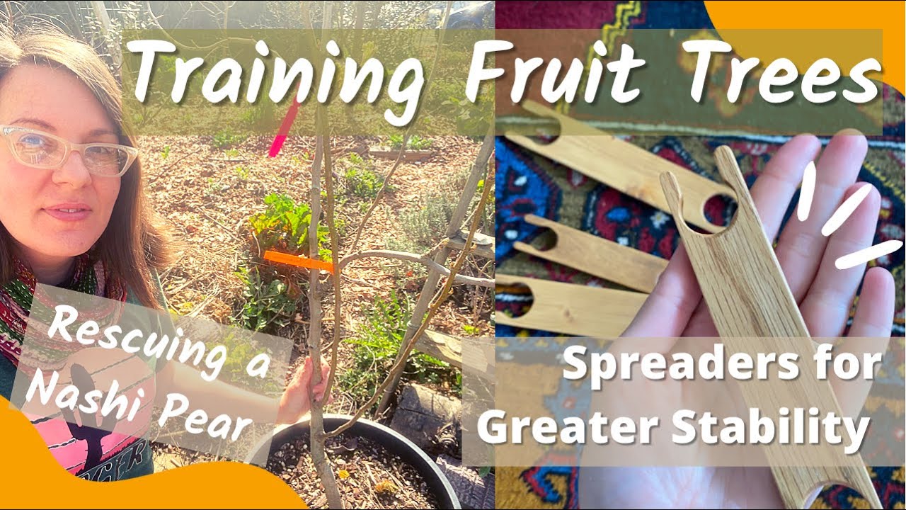How to Train Fruit Tree Branches for Stability: Rescued Nashi Pear ...