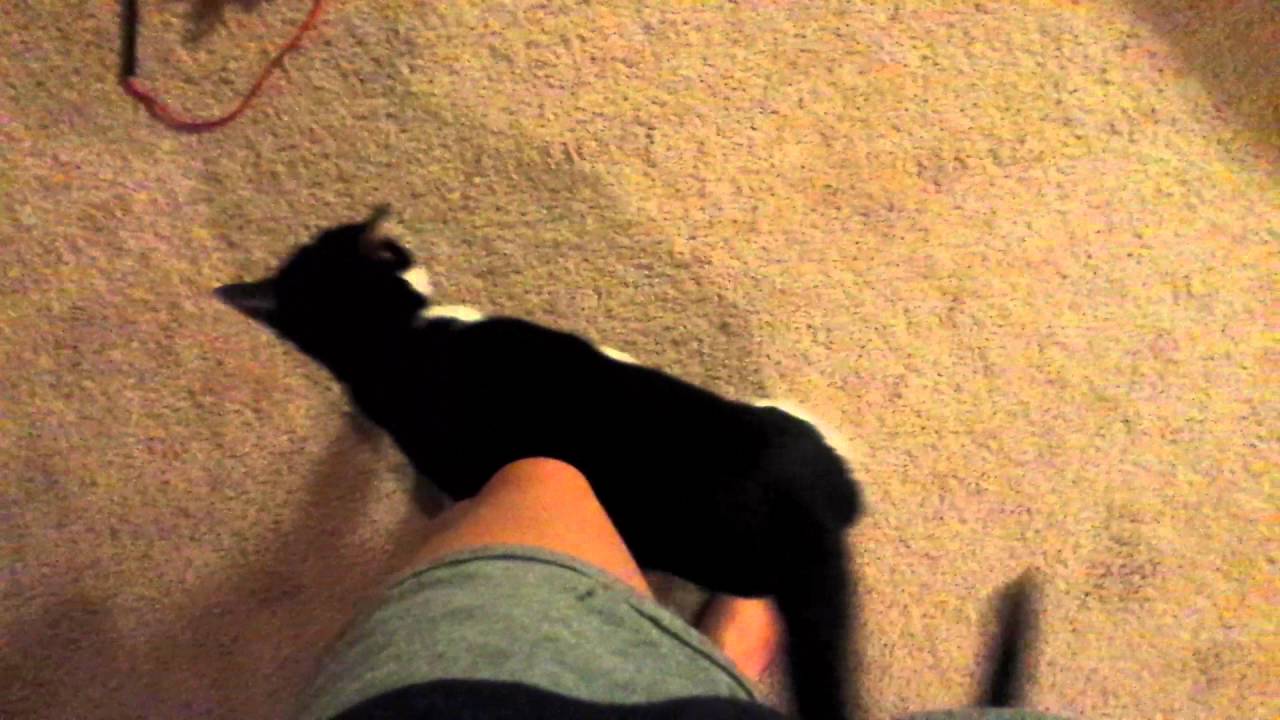 Luna tail wagging - YouTube