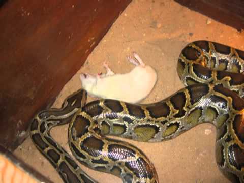 A snake eats a mouse - YouTube