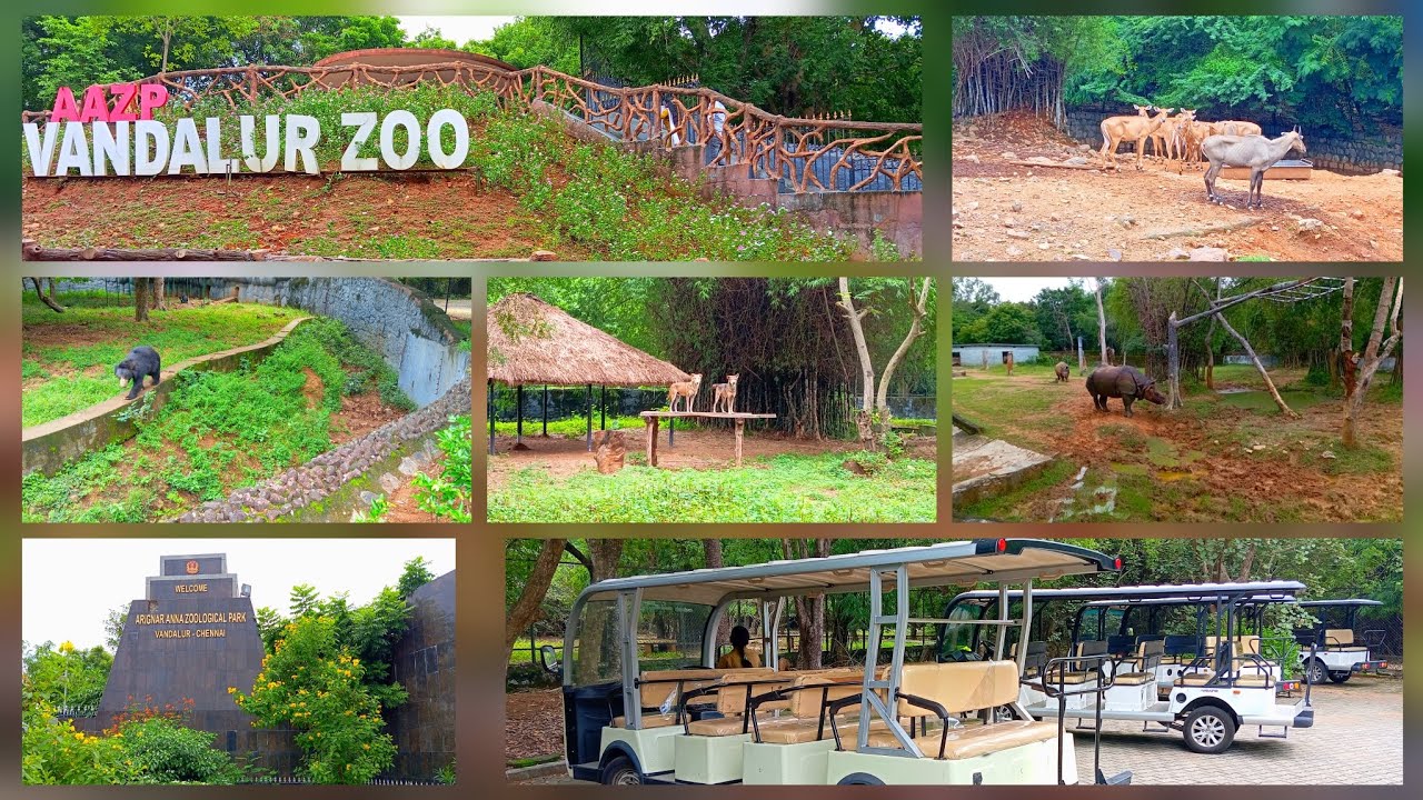Vandalur Zoo || Vandalur Zoo Tour 2025 || Chennai || Variety Species of ...