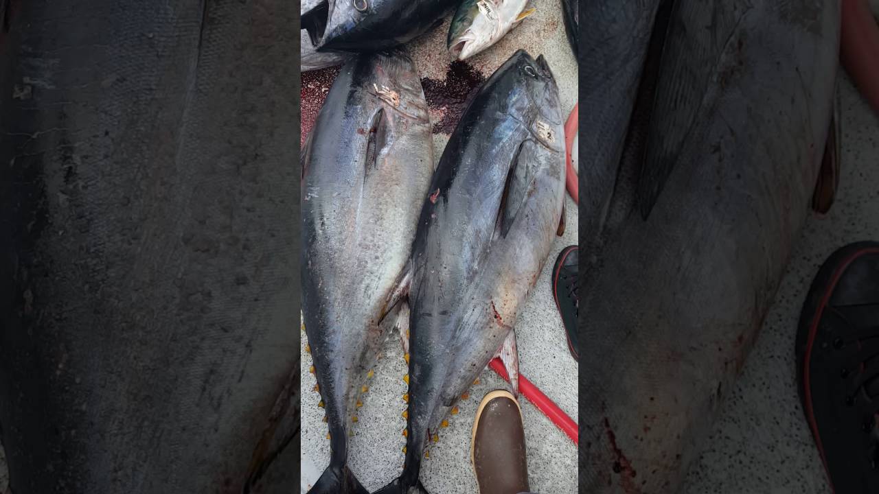 Catching 80+LB Bluefin Tuna. Fishing San Diego. - YouTube