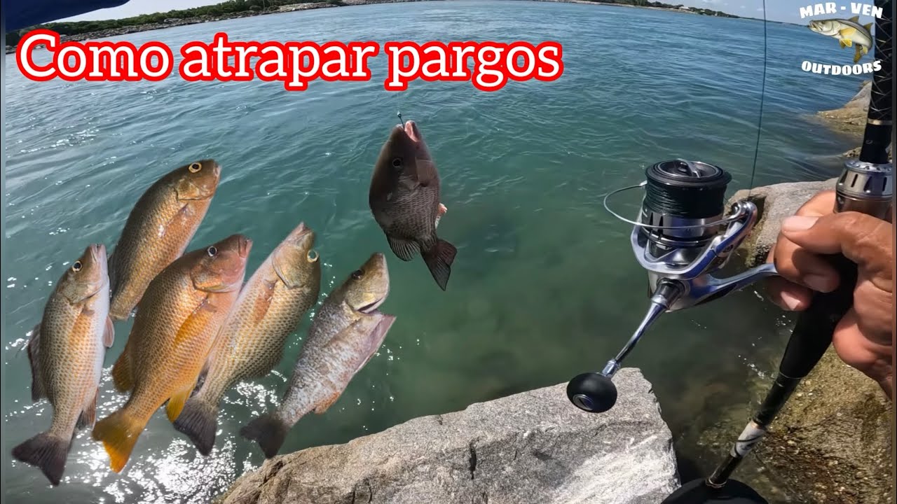 COMO PESCAR PARGOS CON CARNADA VIVA / PESCANDO EN SEBASTIAN INLET # ...