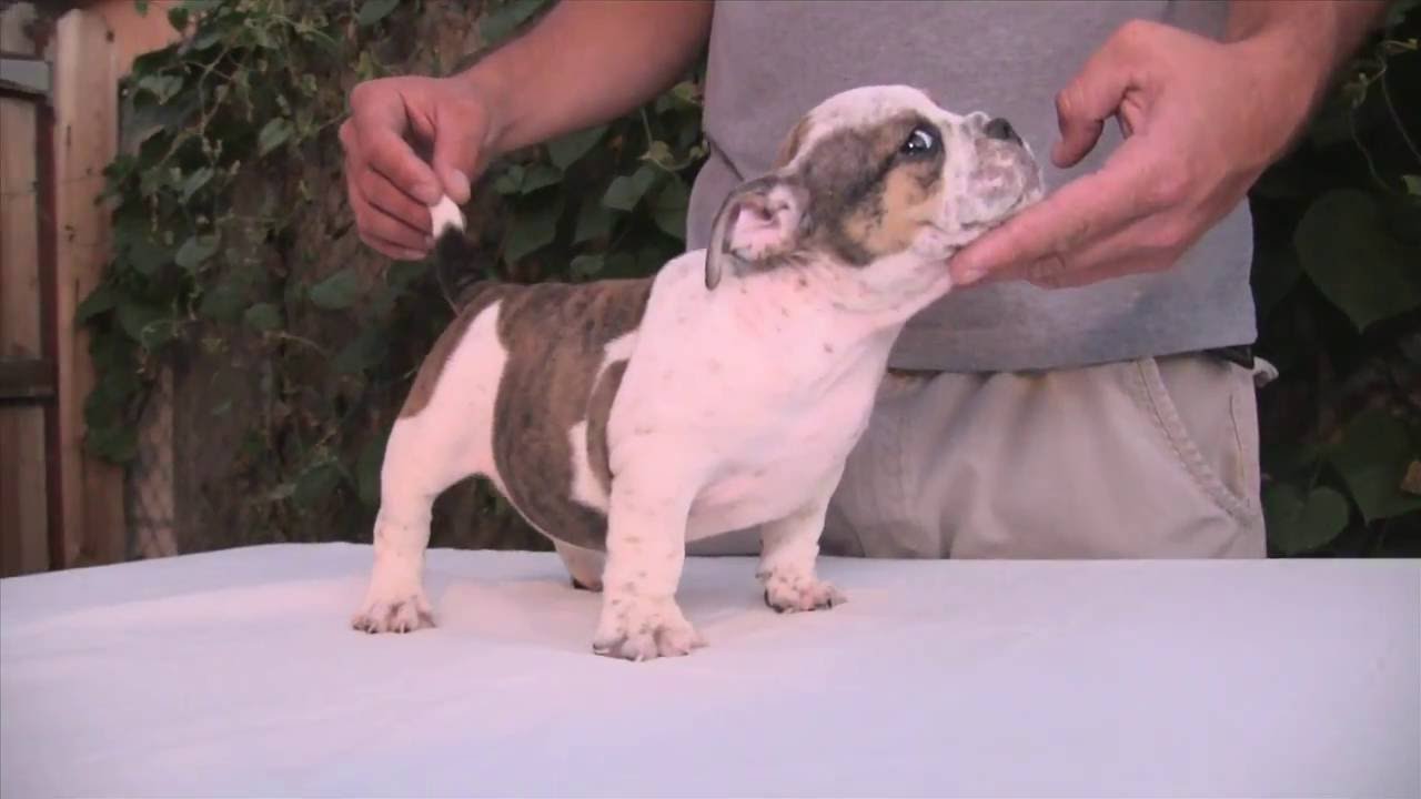 Micro Exotic Bully Pupps - YouTube
