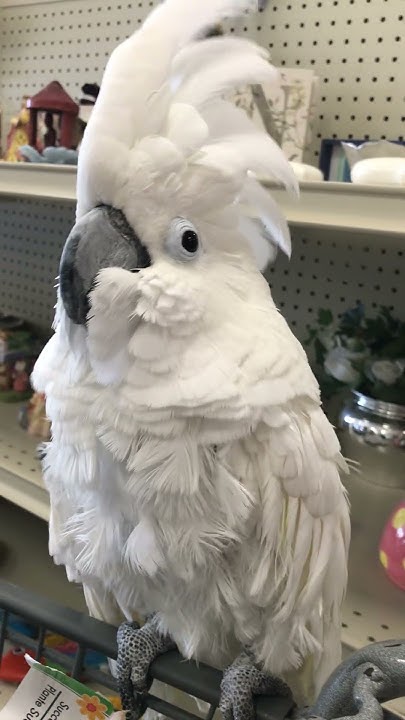 Cockatoo Shopatoo - Mr B gets a flower, and tells Mom he knows what he's talking about... - YouTube