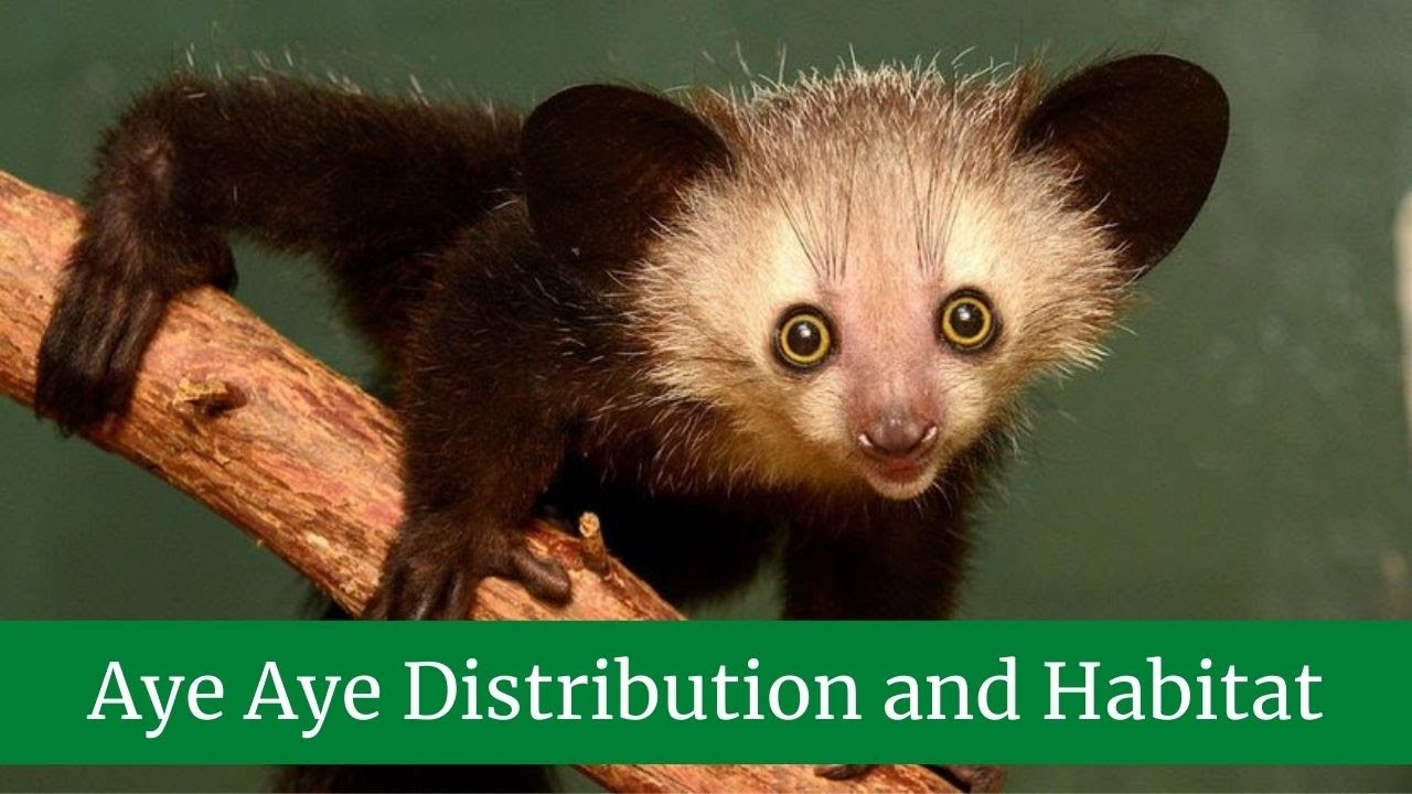Aye Aye Interesting Facts and Features || Aye Aye Distribution and ...