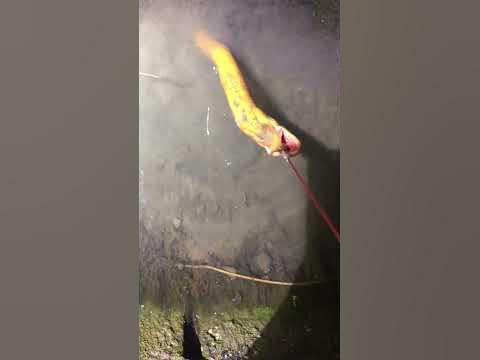 The best Catching Eel in the river. Amazing video catch eel so beautiful eel incredible eel big ...