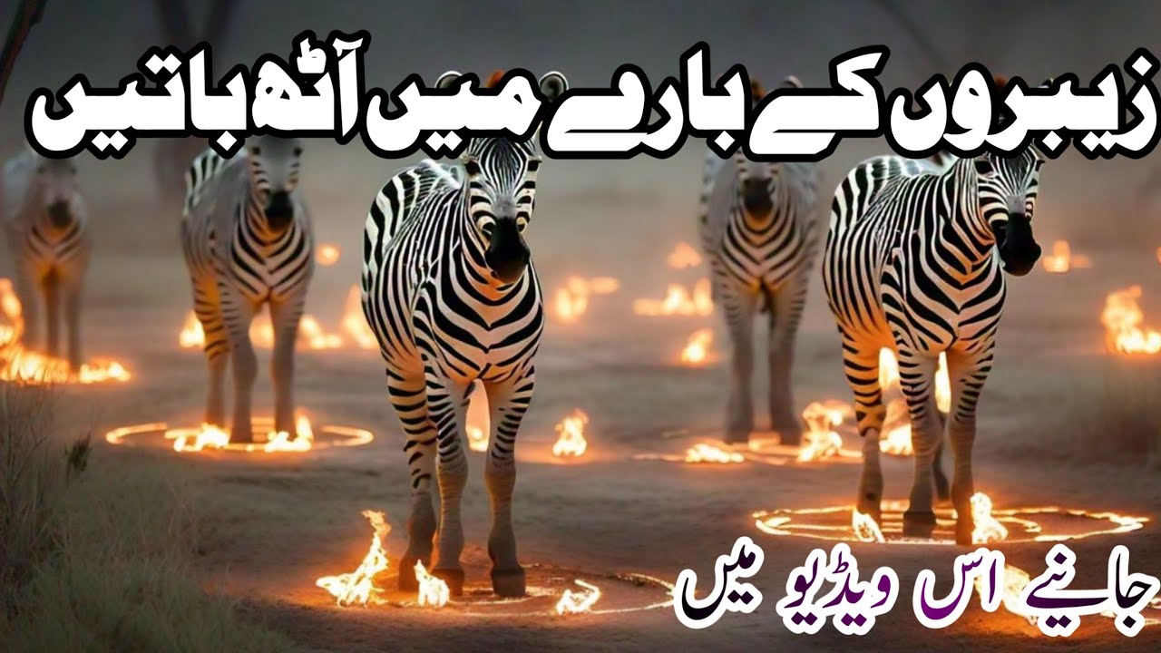 facts about zebra | zebron ke bare mein jankari |Animal Information ...