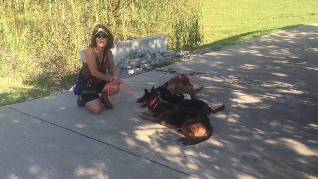 Dog 101 - Teaching Humans and Dogs - YouTube