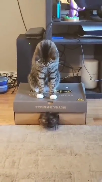 #shorts#shortsfeed #cat #catshorts - YouTube