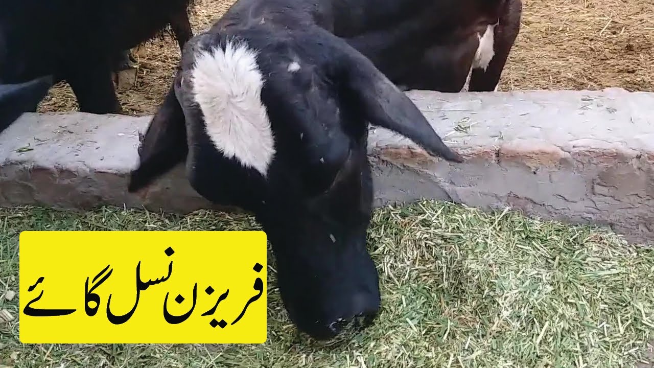 Cow Farming In Pakistan Part 14 YouTube cow-farming-in-pakistan-part-14-youtube