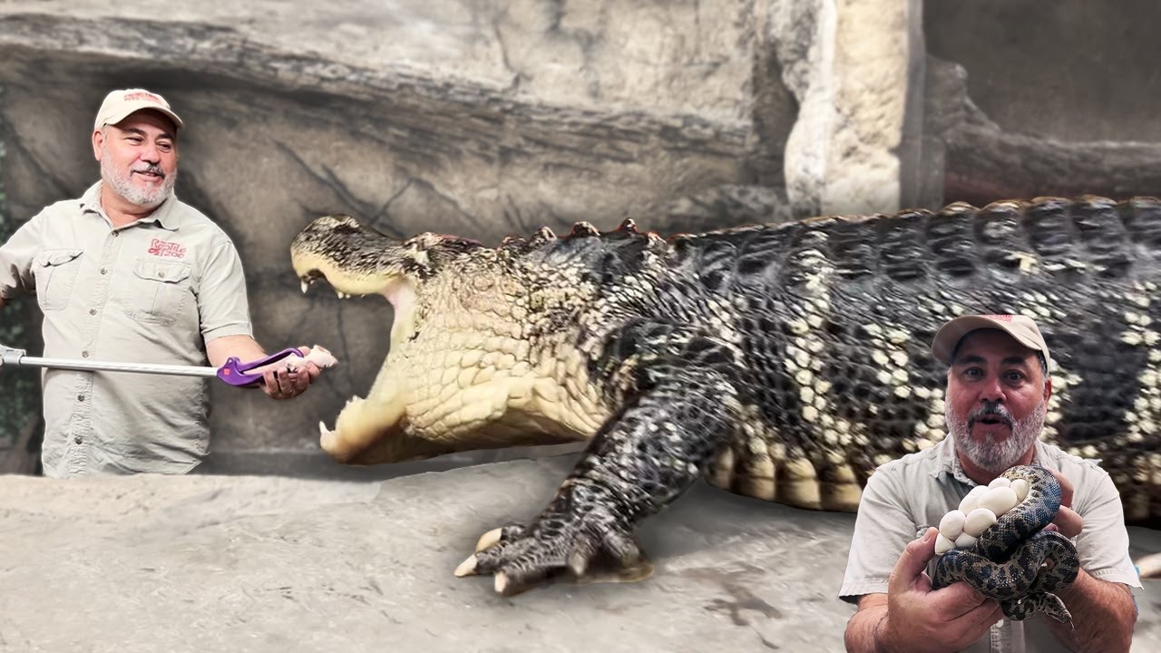 Measuring My Handsome Giant Gator🤩 - YouTube