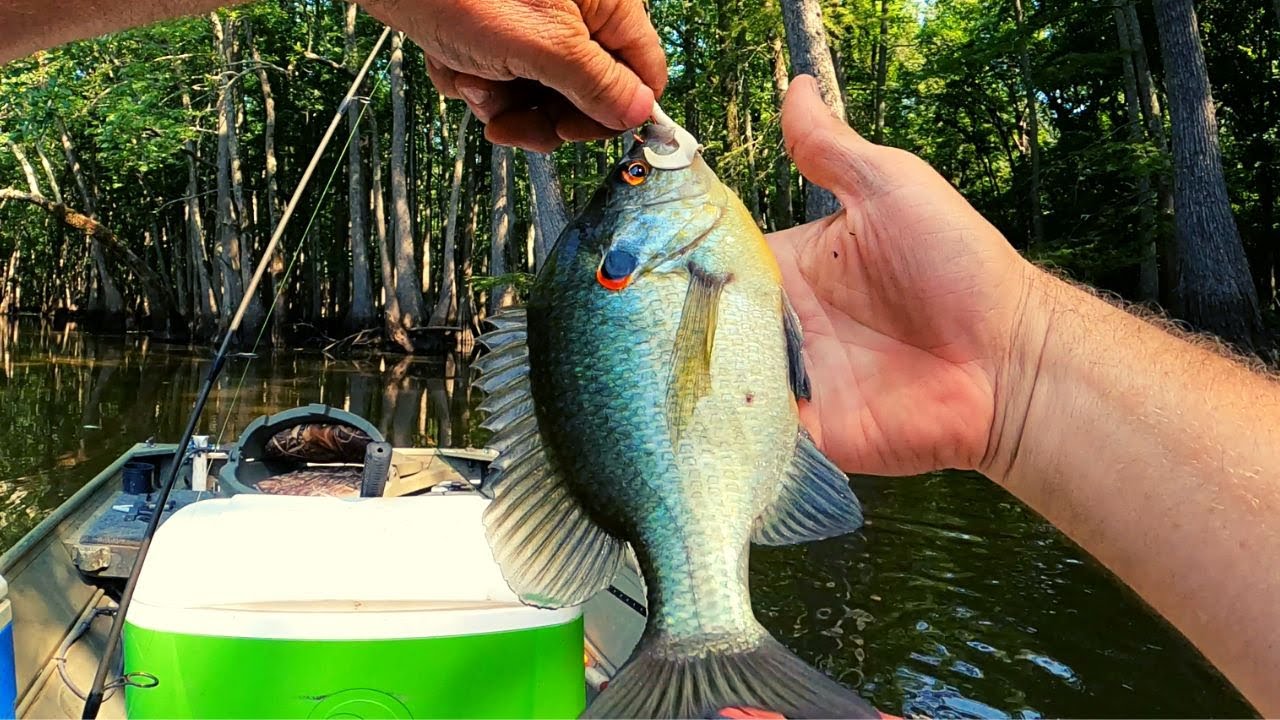 Crystal minnow vs Johnson beetle spin - multi species fishing - YouTube