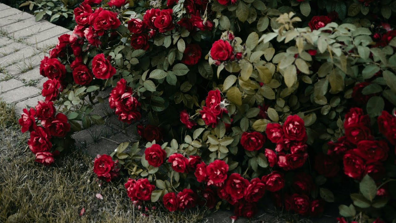 Natural Flower Status | Flower Status | WhatsApp Status | Status Video ...