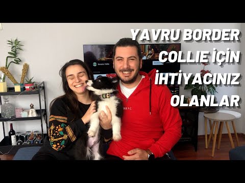 YAVRU BORDER COLLİE İÇİN İHTİYACINIZ OLANLAR | BARNİ'N EŞYALARI