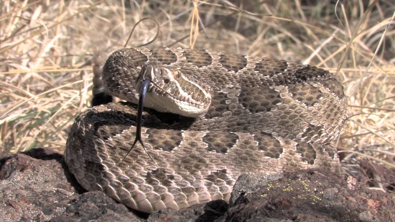 Prairie Rattlesnake - YouTube