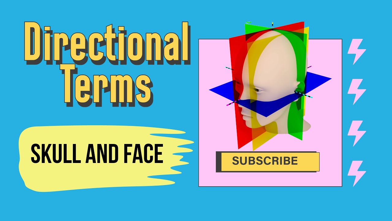 Understanding Directional Terms: A Guide to Palpating the Skull and ...