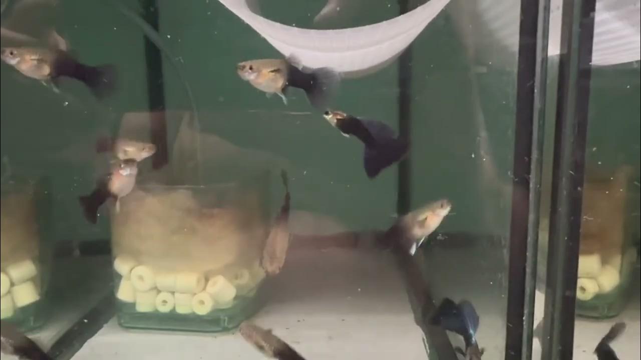 Happy Thanksgiving from the Kwartler’s guppy room - YouTube