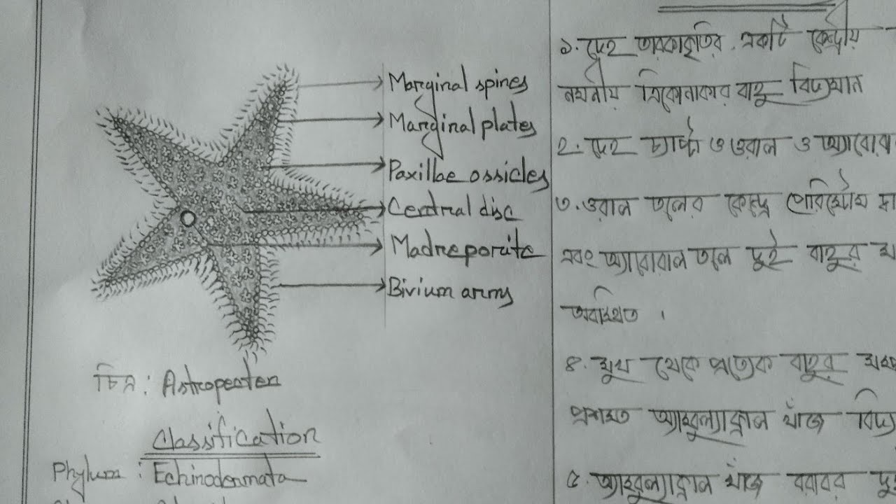 astropecten drawing/ how to draw start fish/ bsc zoology practical ...