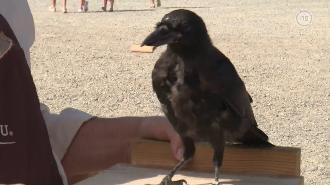 Los inteligentes cuervos que limpian el parque - YouTube