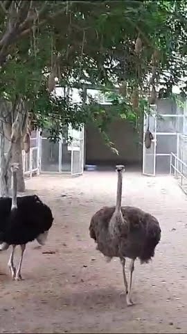 Ostrich is walking#queen and king🤴😁 - YouTube