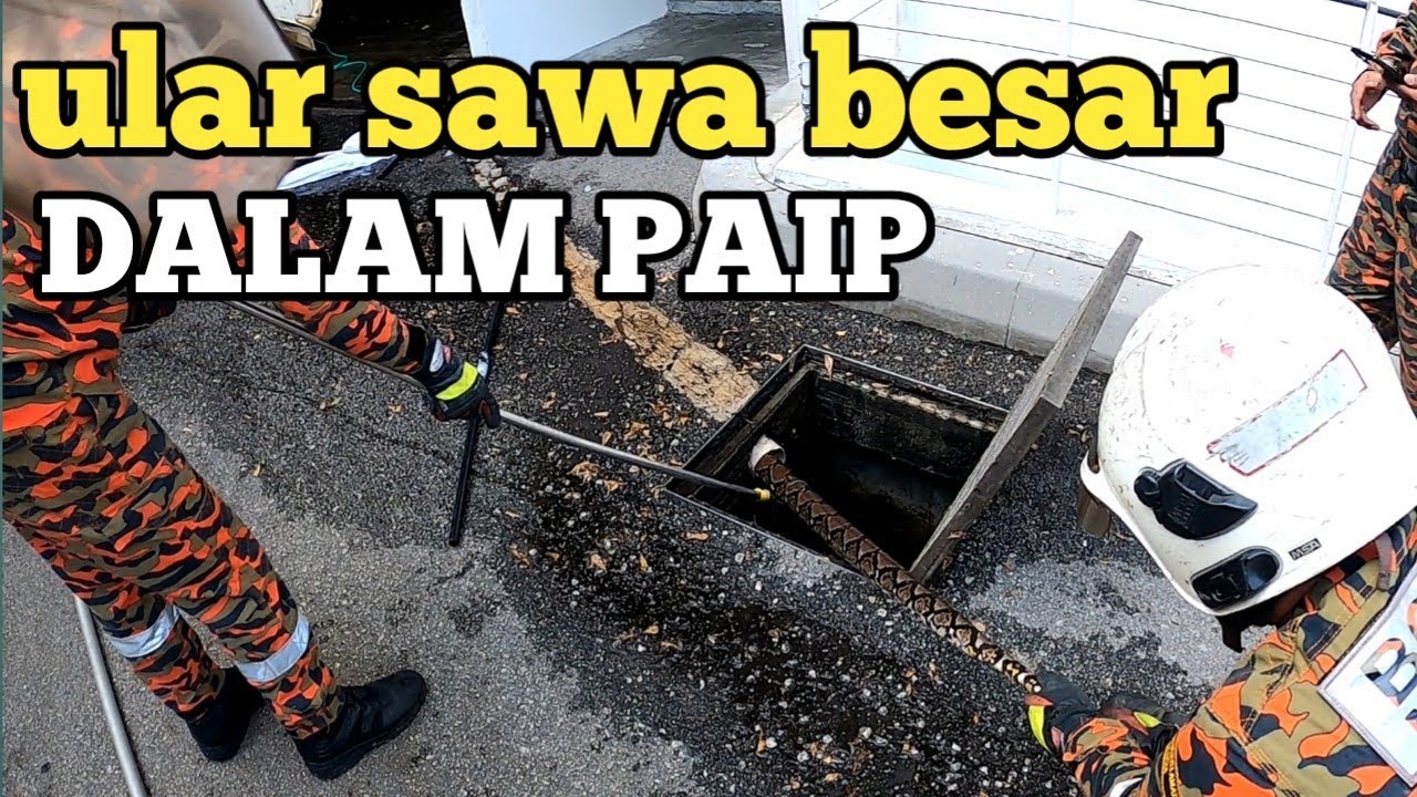 ular penghuni paip - YouTube